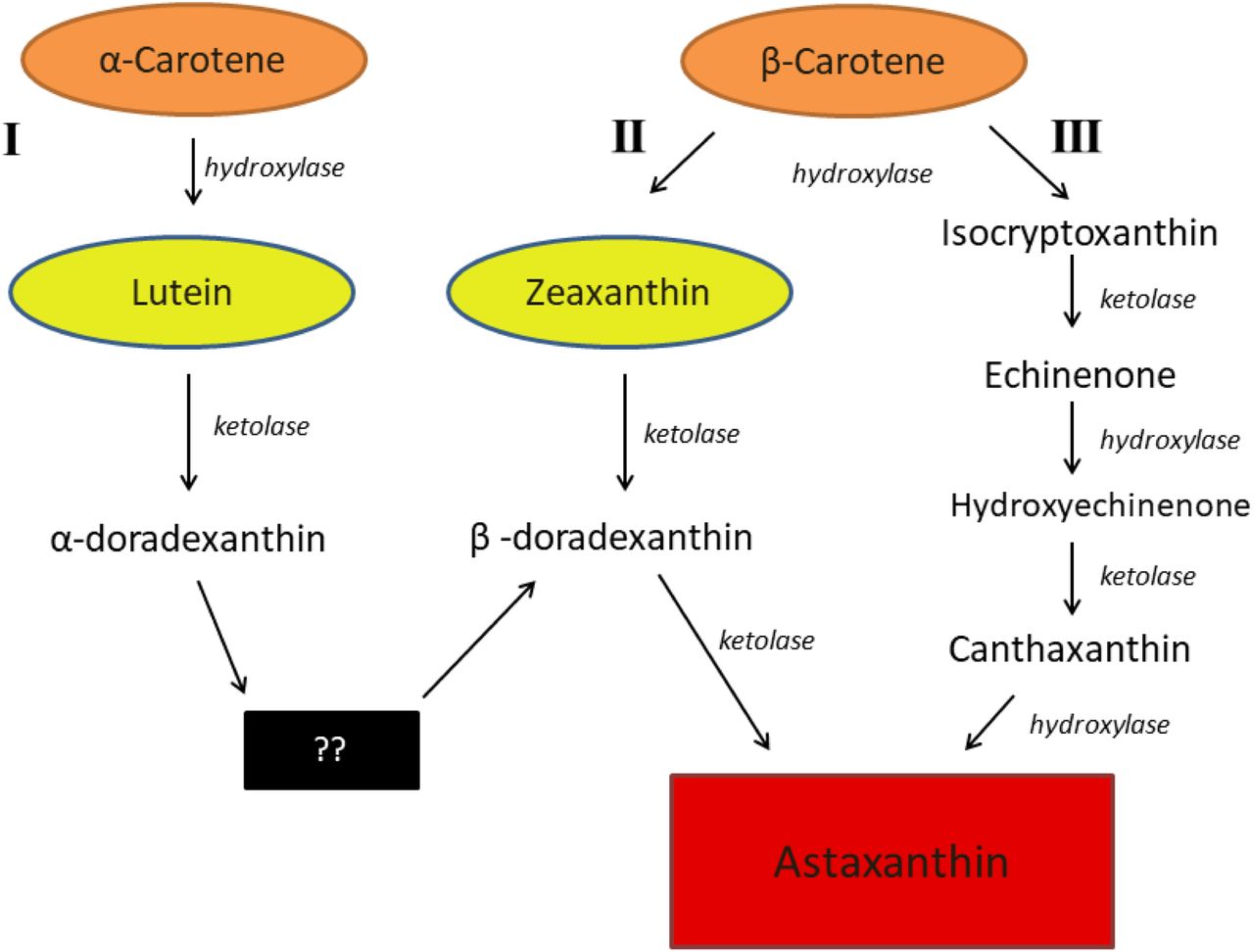 Astaxanthin is bioconverted from carotenoids (beta-carotene, lutein ...