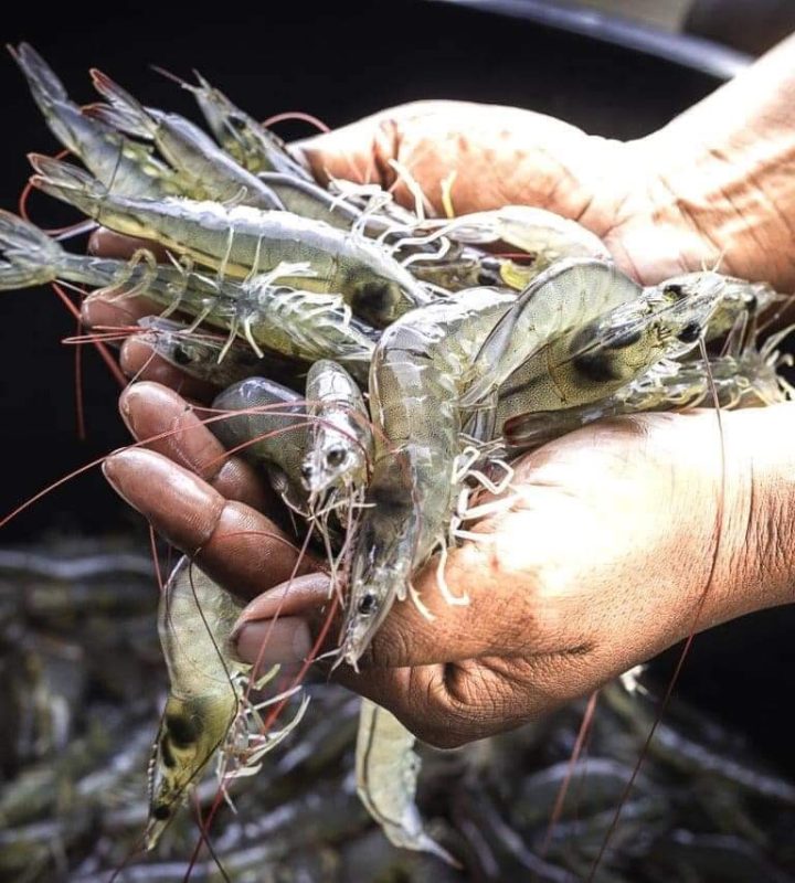 Nanoparticles for aquaculture